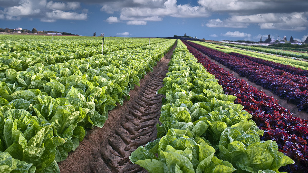 Shipping Challenges For The 2021 Produce Season - Bluegrace Logistics